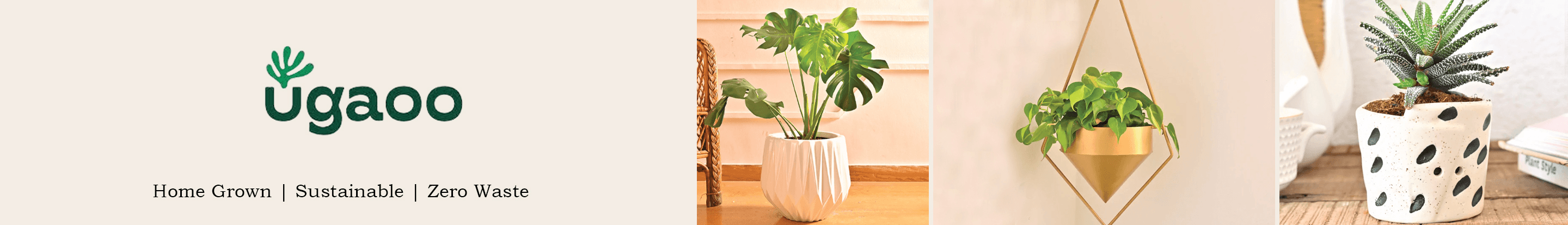 Buy Ugaoo Plants Online at Best Price on Dusaan